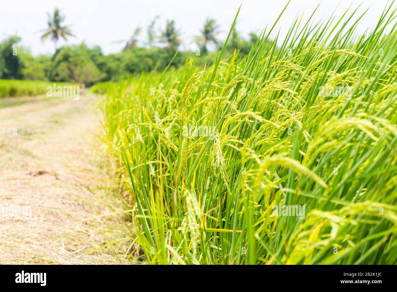 Paddy rice plantation field ready for harvest, Agricultural industry ...