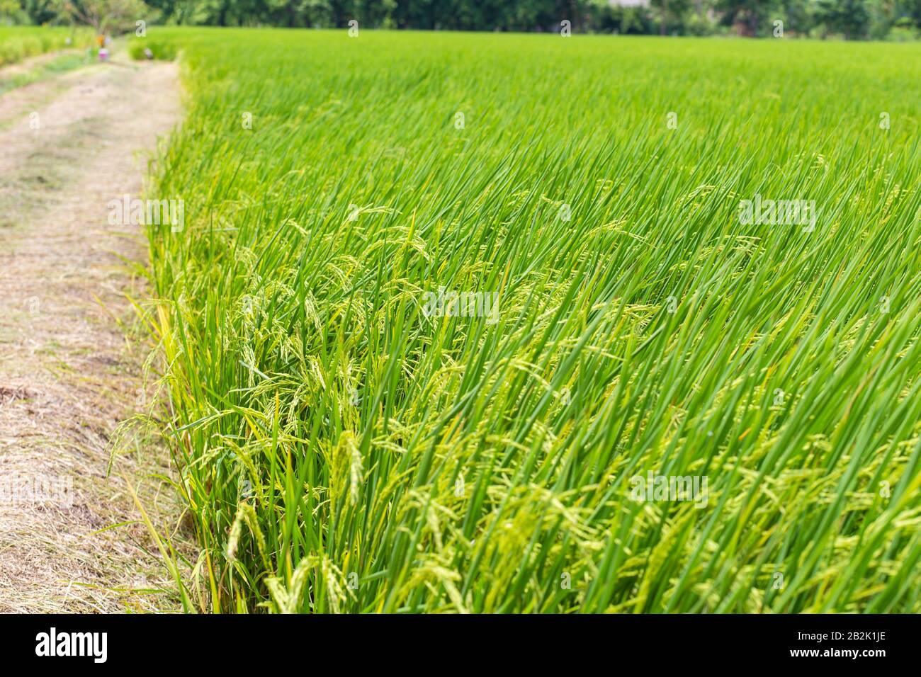 Paddy rice plantation field ready for harvest, Agricultural industry ...