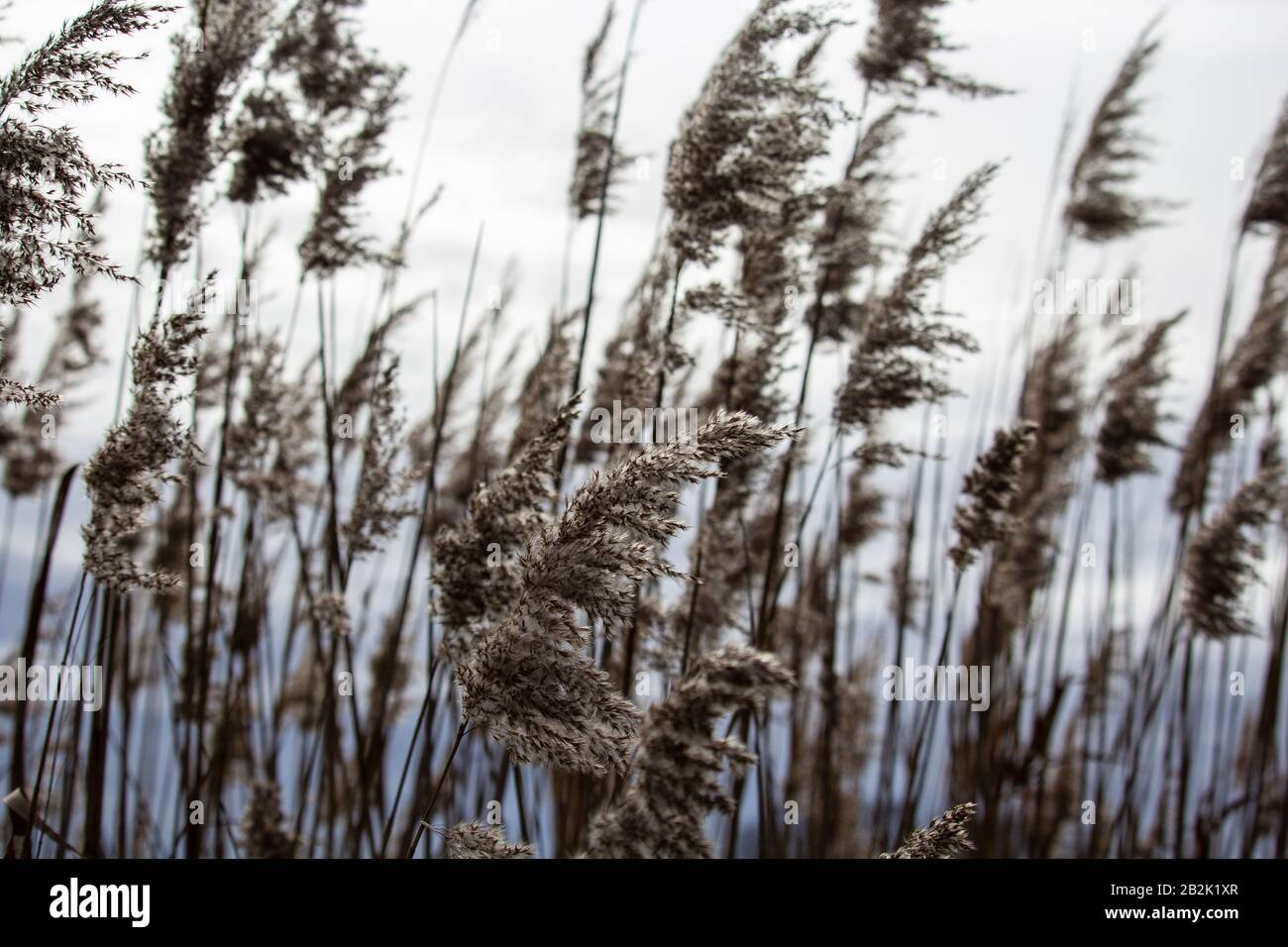 Reed in focus hi-res stock photography and images - Alamy