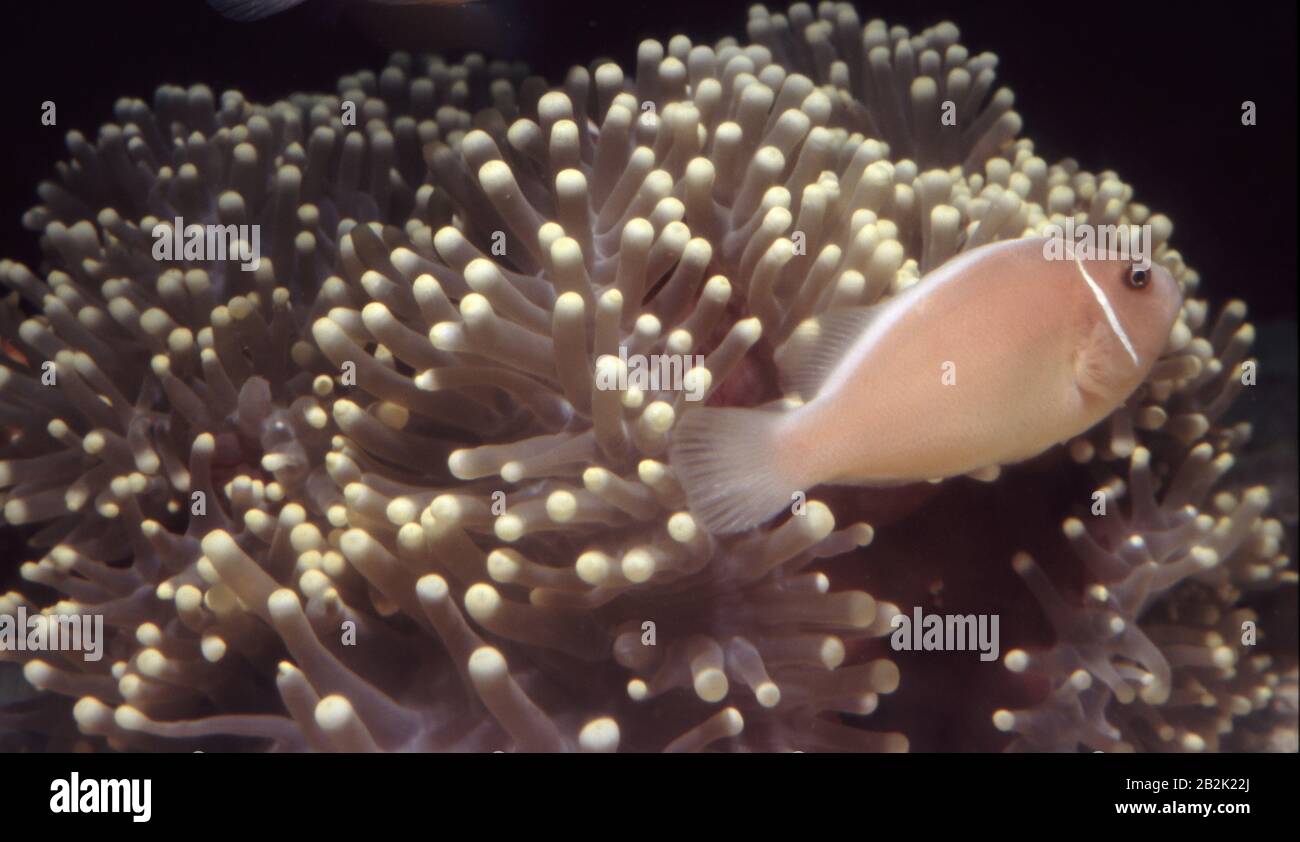 Sea anemone reproduction hi-res stock photography and images - Alamy