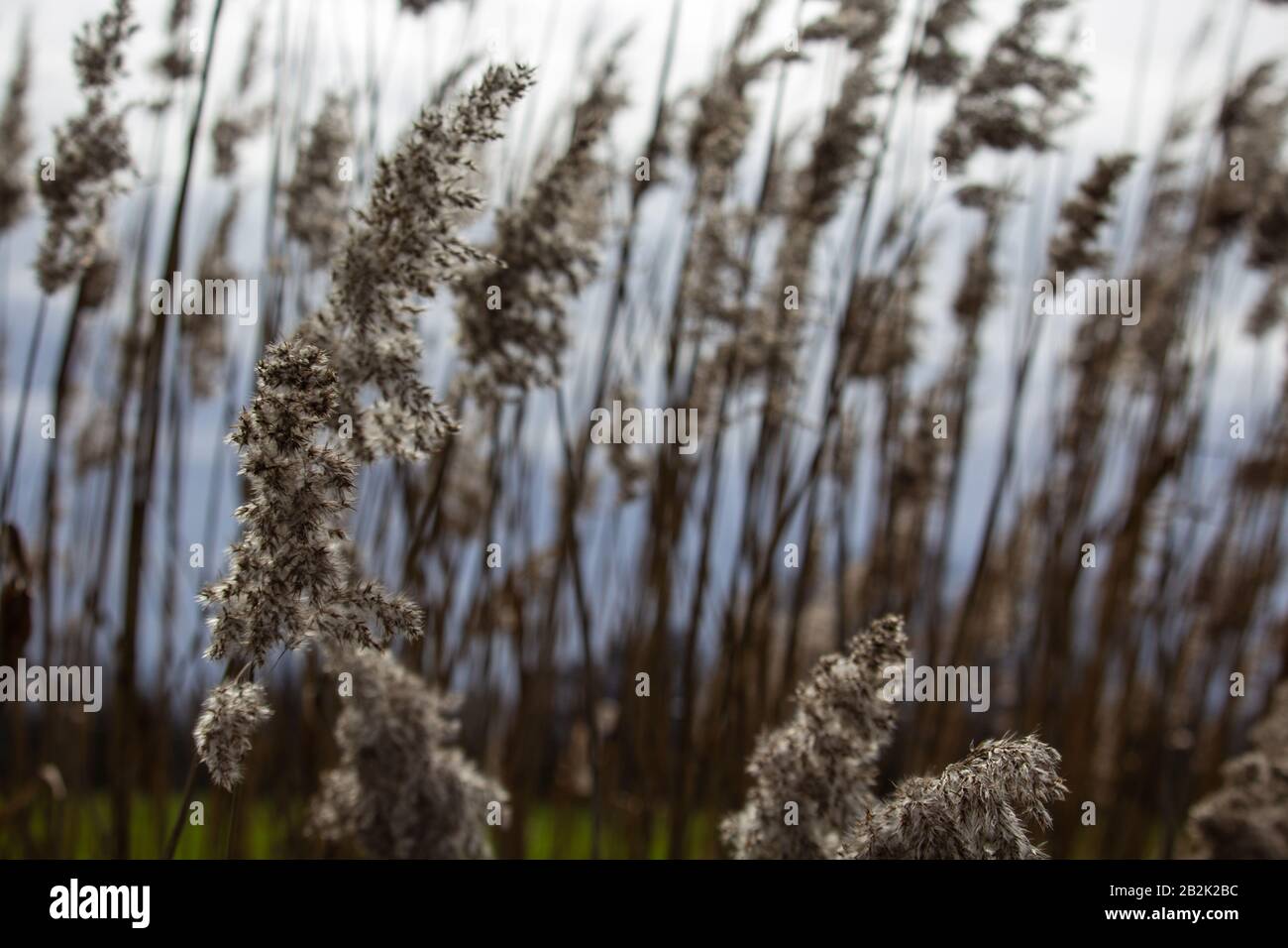 Reed flowers hi-res stock photography and images - Alamy