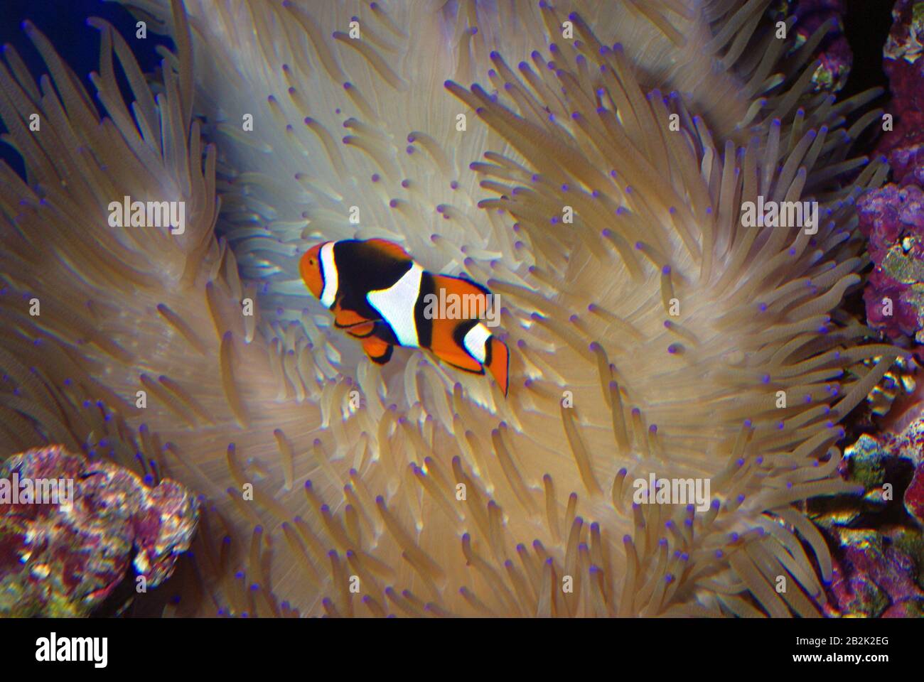 Sea anemone reproduction hi-res stock photography and images - Alamy