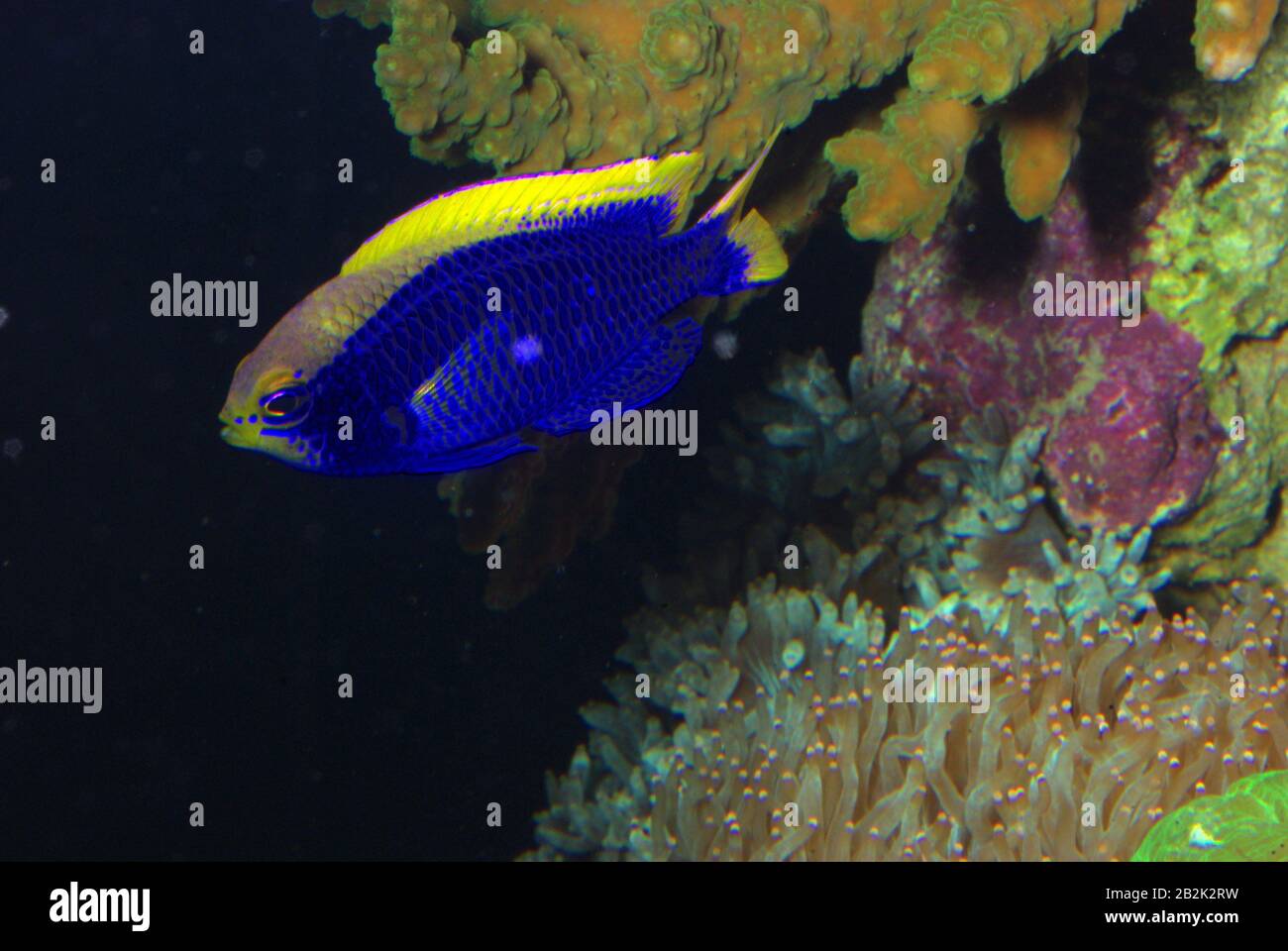 Starck's demoiselle, Chrysiptera starcki Stock Photo - Alamy