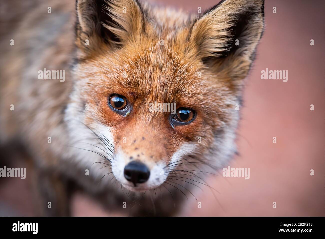 Red fox looking up tree hi-res stock photography and images - Alamy