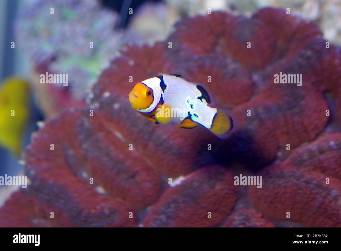 Picasso clownfish hi-res stock photography and images - Alamy