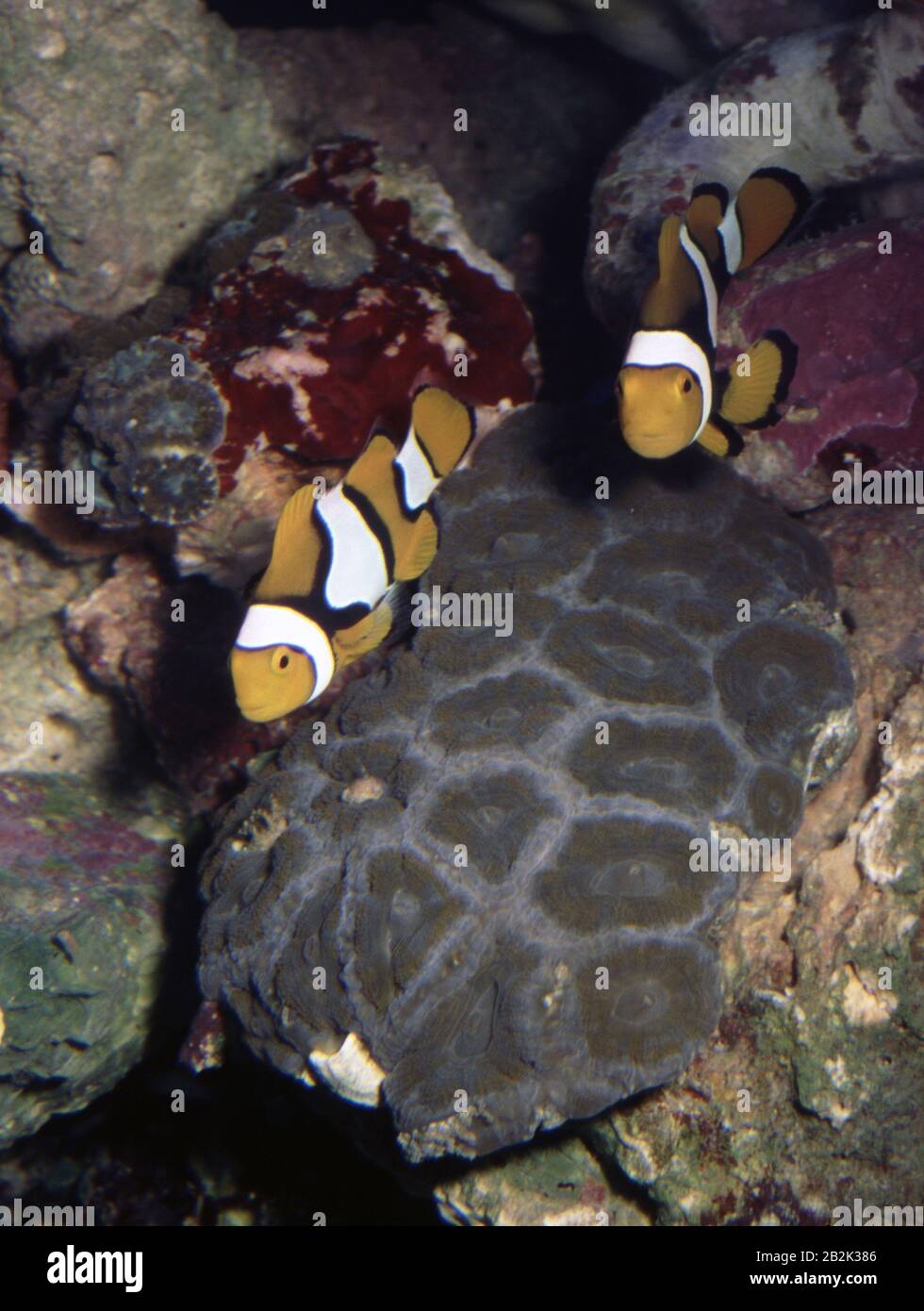 Pair of clown anemonefish, Amphiprion percula Stock Photo - Alamy