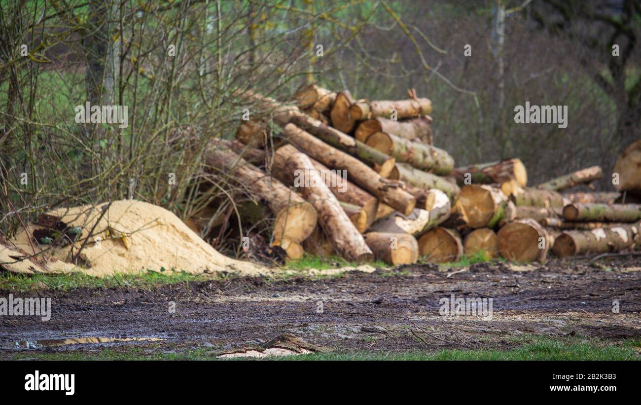 slush and mud due to rain, mixed up by tree-cutting, behind it freshly ...