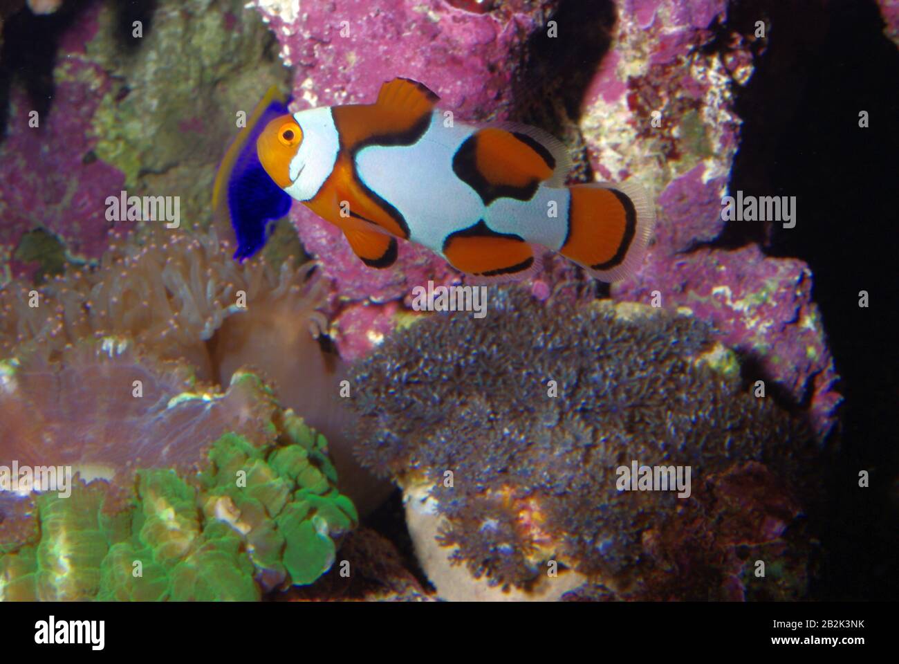 Picasso clownfish hi-res stock photography and images - Alamy