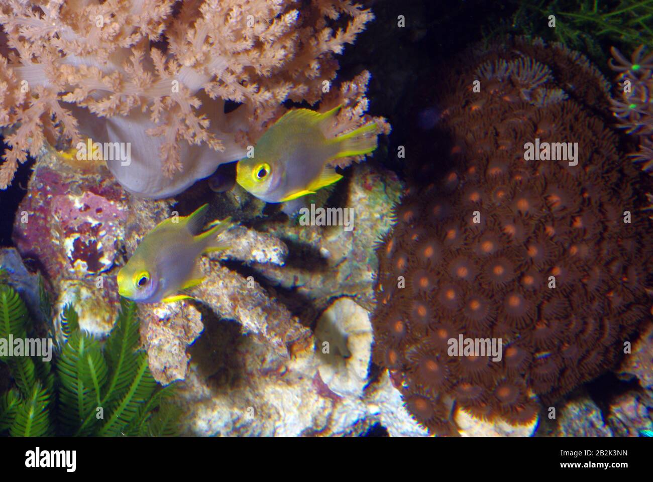 Golden damsel, Amblyglyphidodon aureus Stock Photo - Alamy