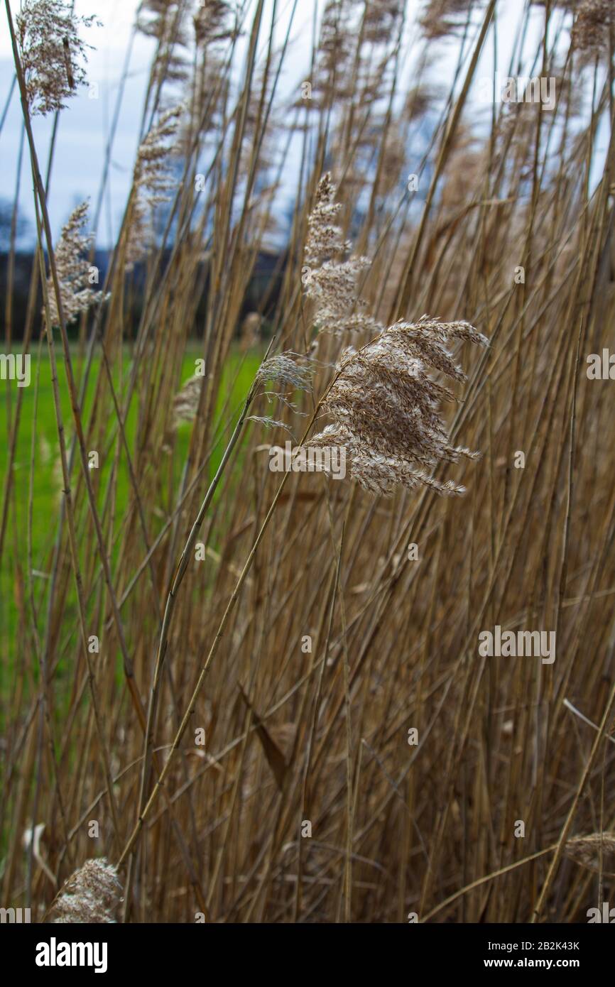 reed blossom in spring wind, blurred background Stock Photo - Alamy