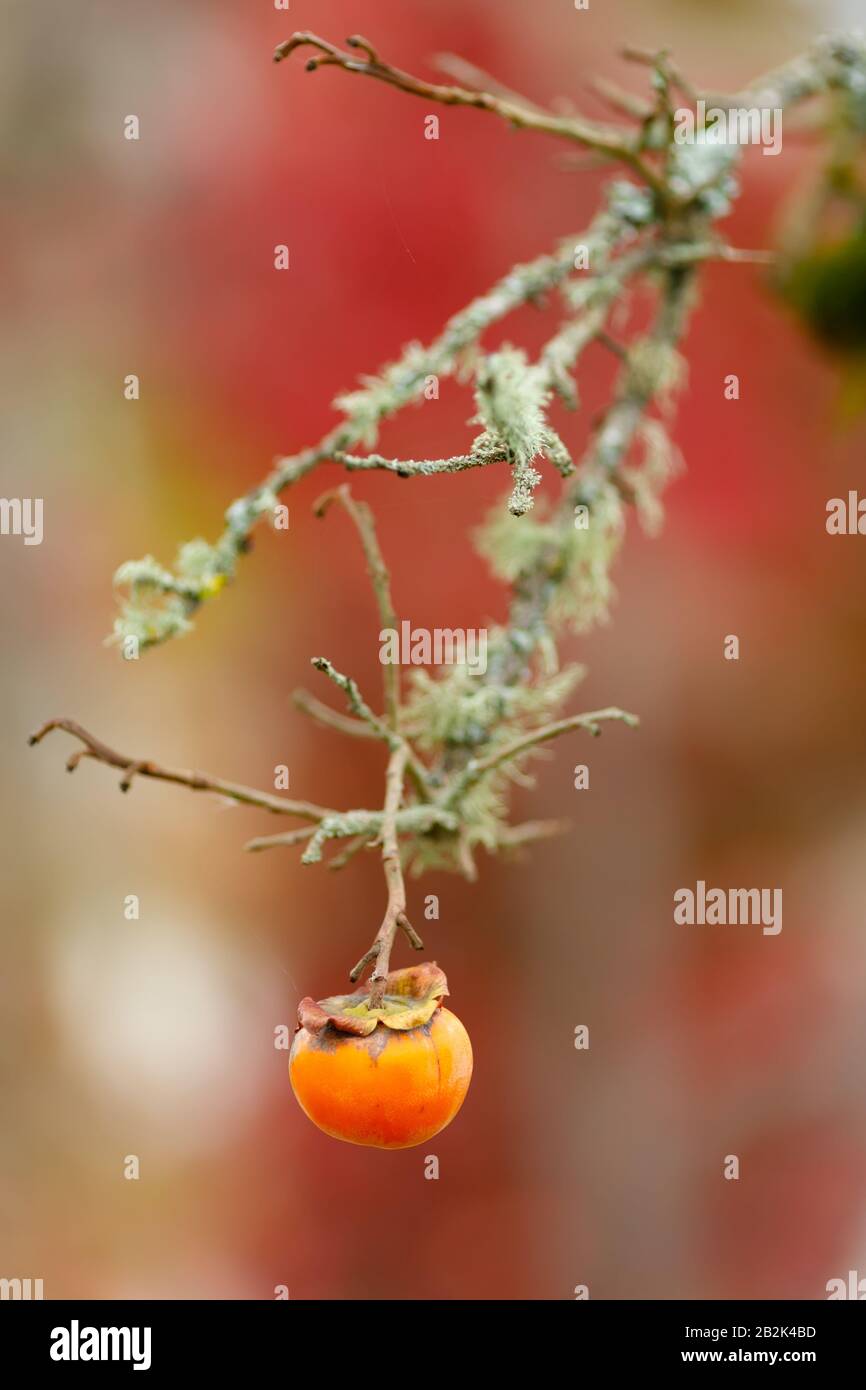 Ripe Kaki fruit hanging on a tree in fall season Stock Photo - Alamy