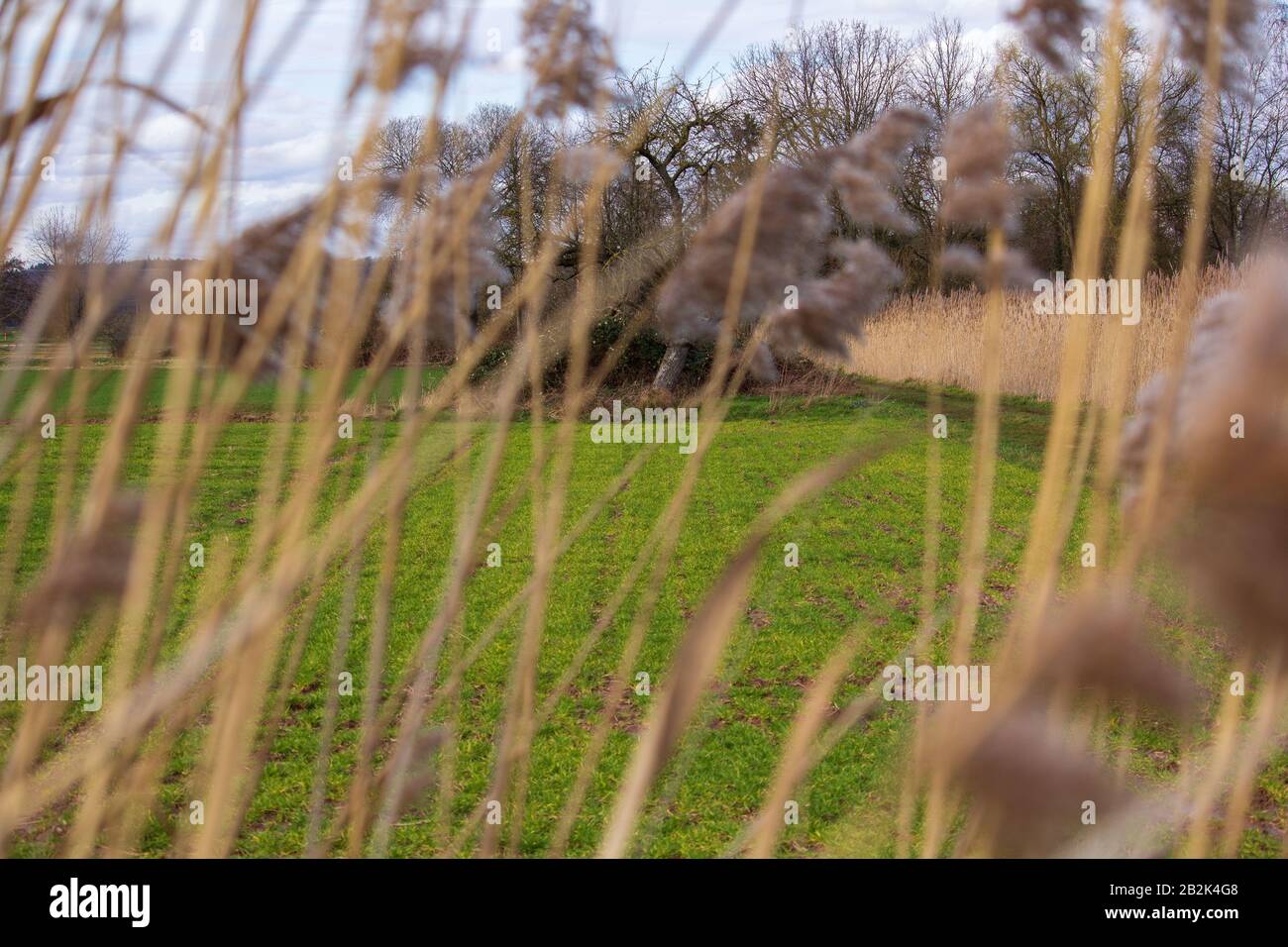 fresh spring meadow first grasses grow, absorbed by a reed grove Stock ...