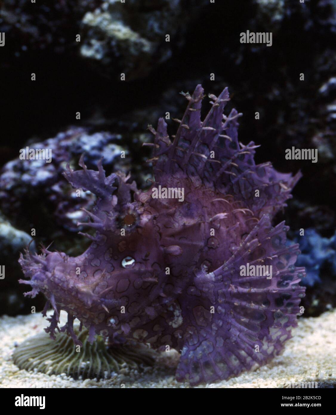 Weedy scorpionfish, Rhinopias frondosa Stock Photo - Alamy