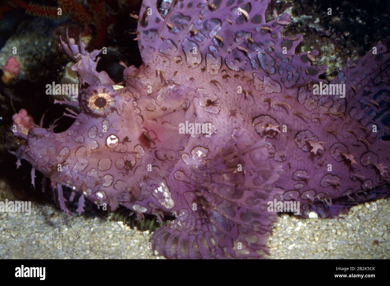 Weedy scorpionfish, Rhinopias frondosa Stock Photo - Alamy