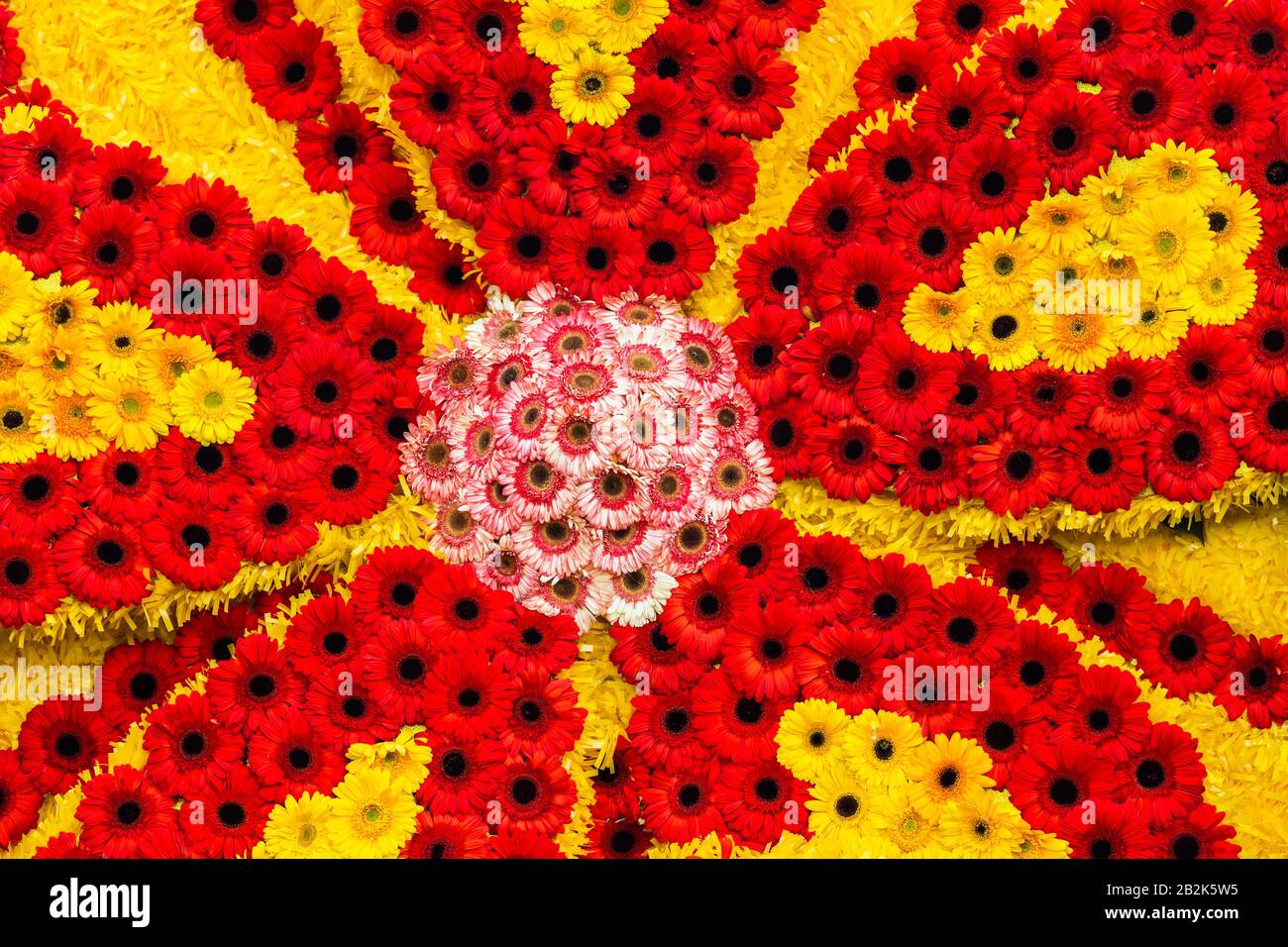 Flower shape made with purple, yellow, pink and red daisy gerbera ...