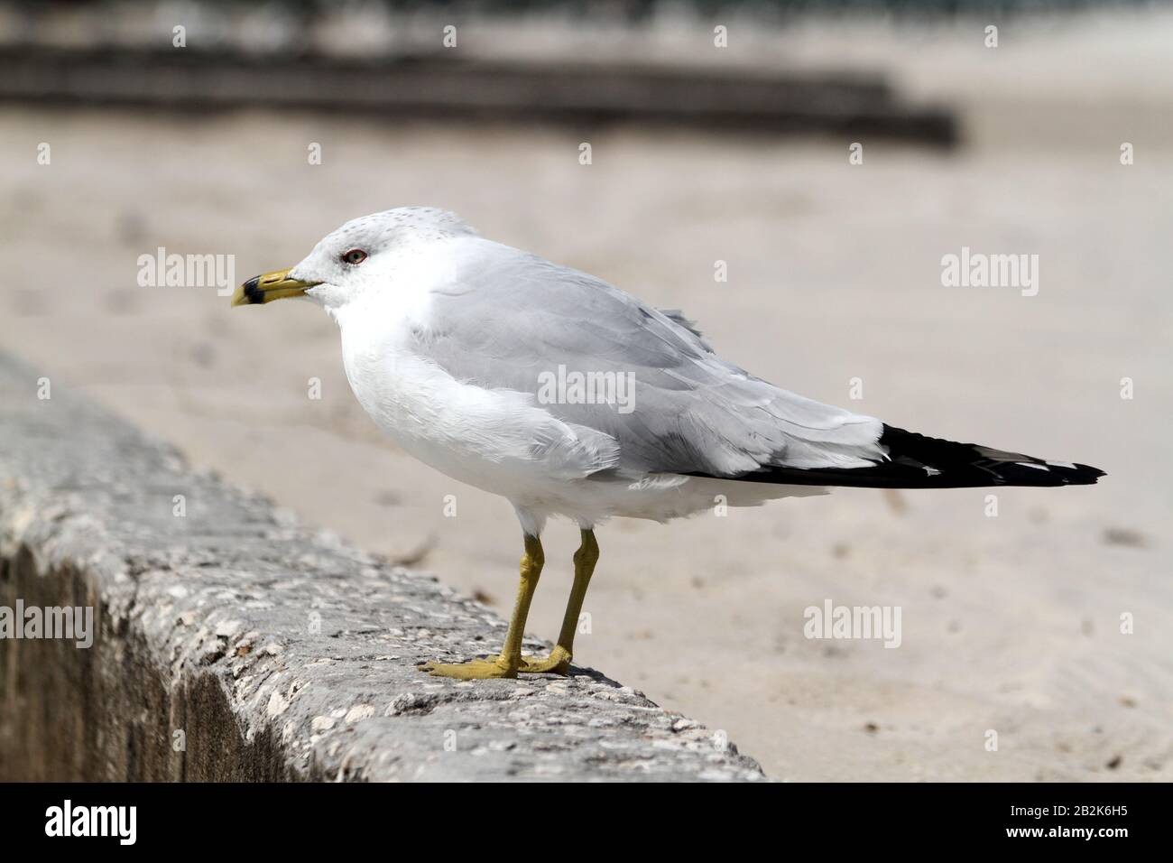 Seagull on the beach in Western Florida, USA Stock Photo - Alamy