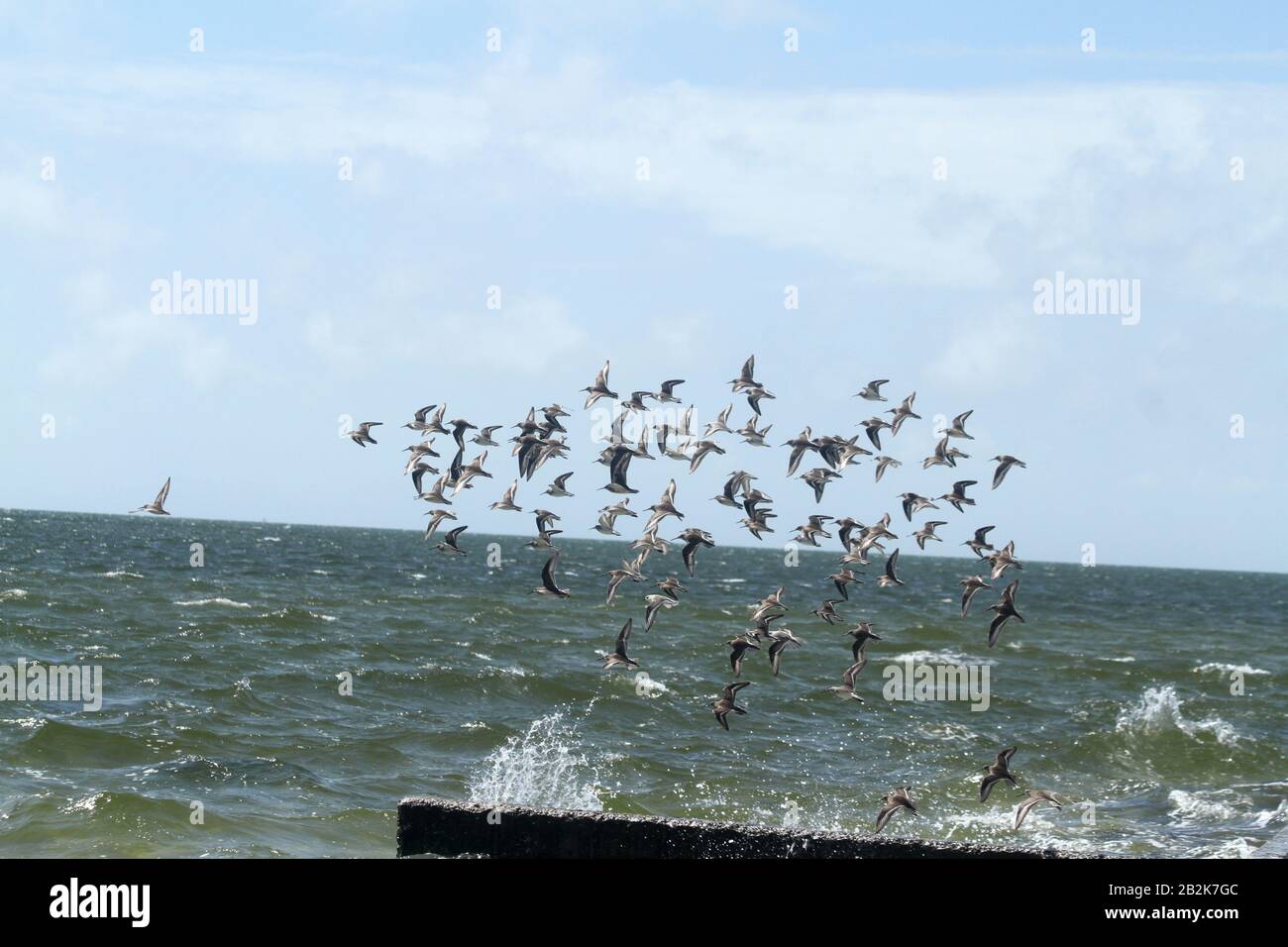 Group of Sanderlings flying in Western Florida, USA Stock Photo - Alamy