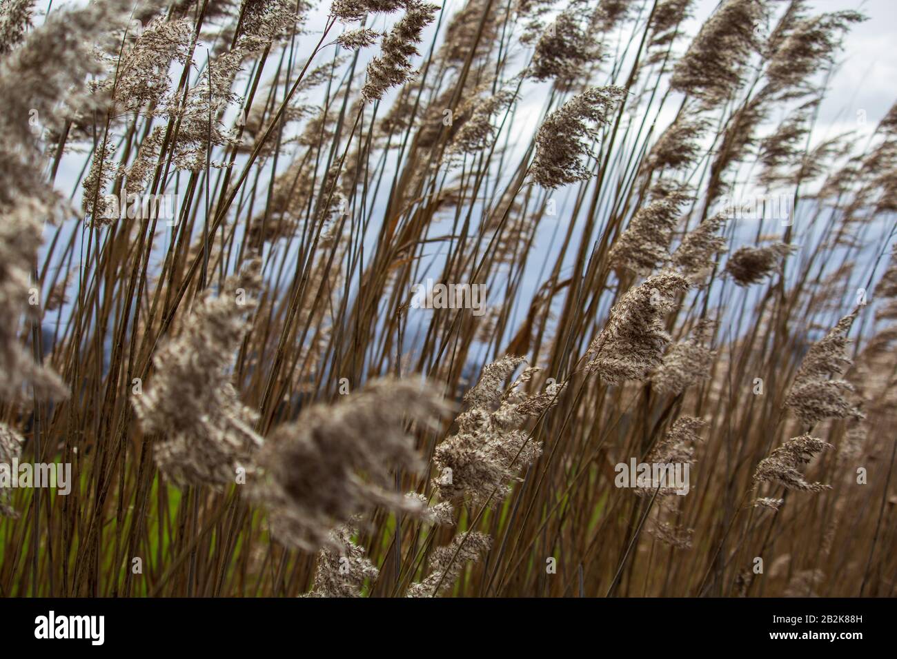 High resolution flowers hi-res stock photography and images - Alamy
