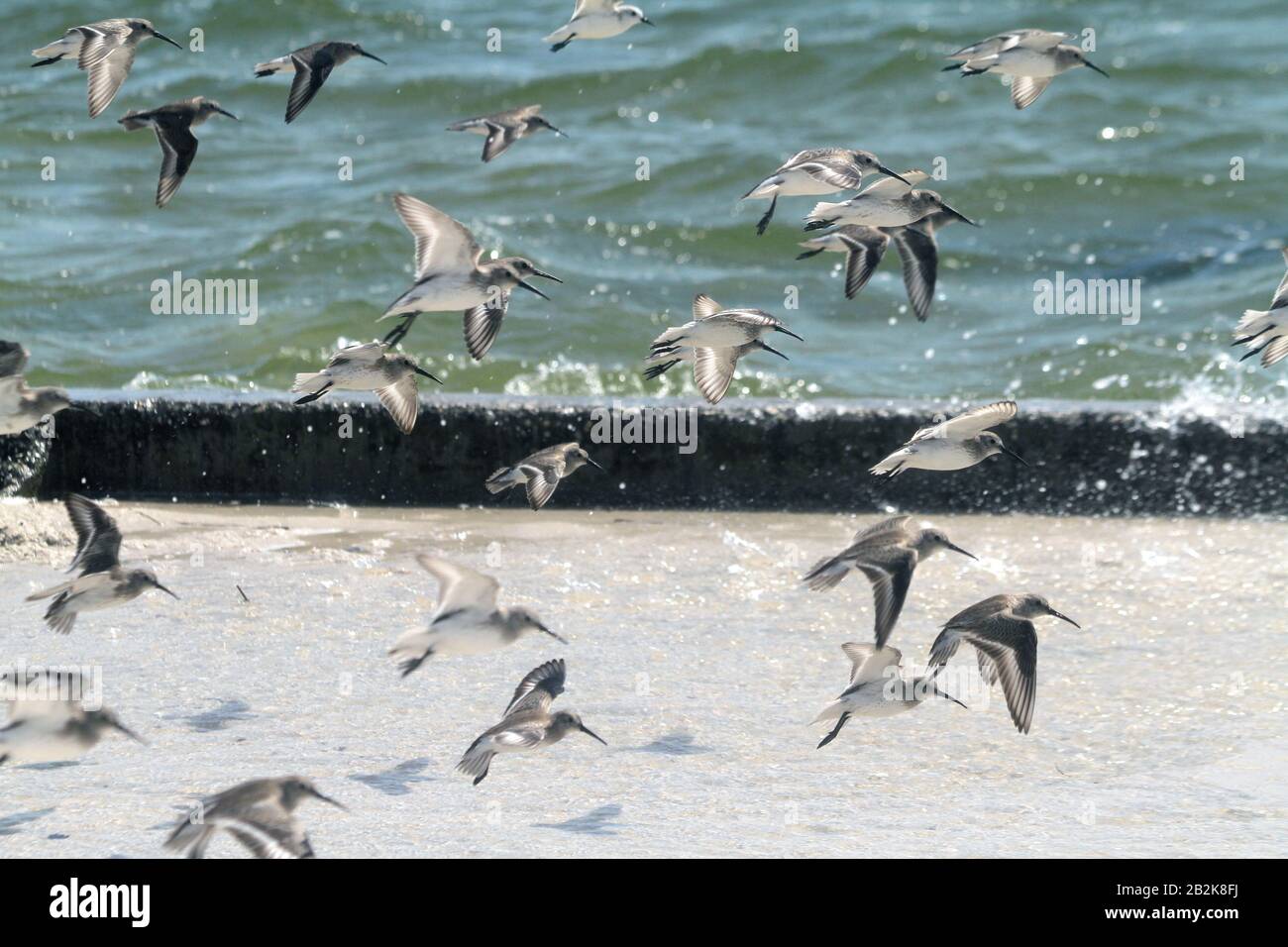 Group of sandpipers flying in Western Florida, USA Stock Photo - Alamy
