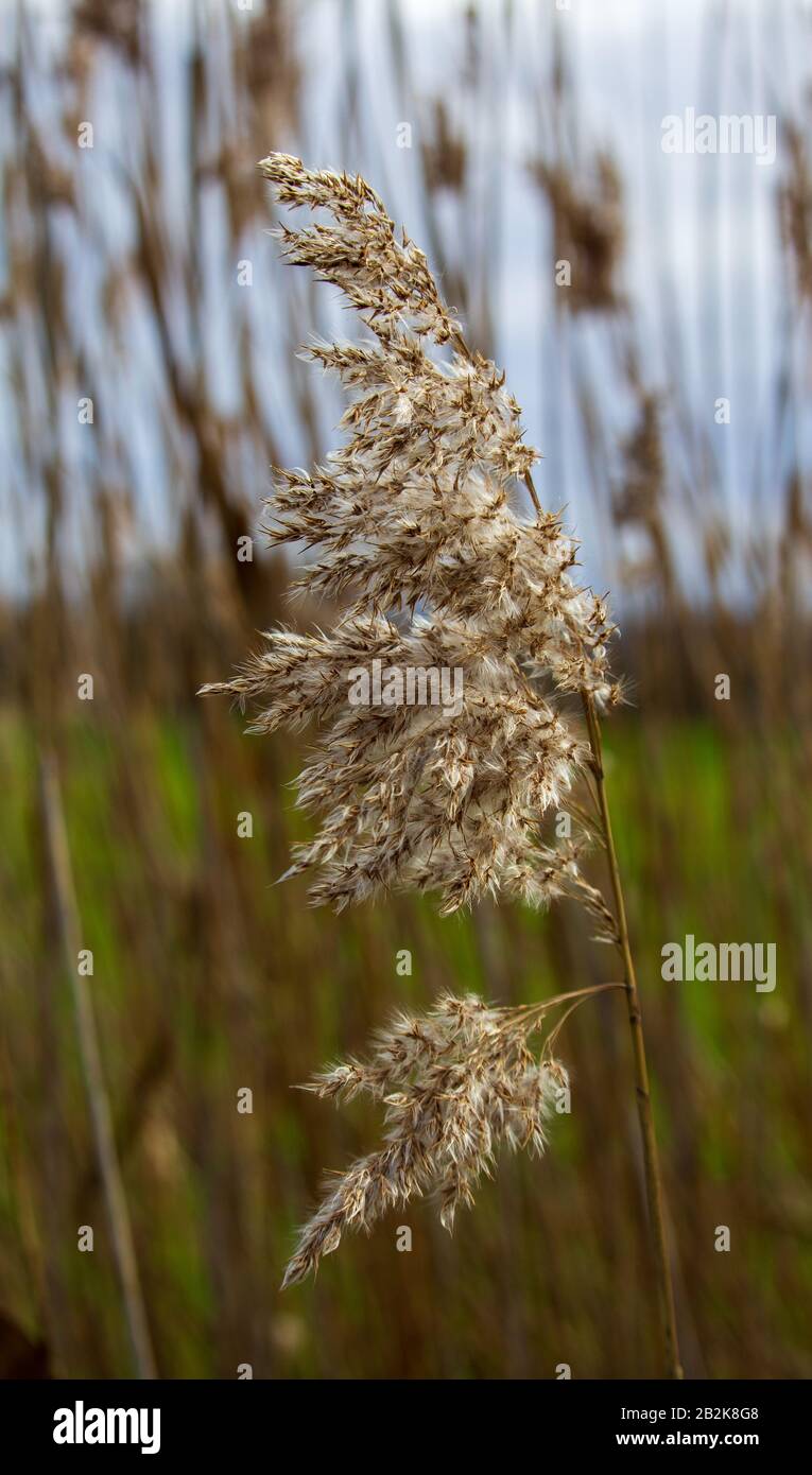 Grass high resolution hi-res stock photography and images - Alamy