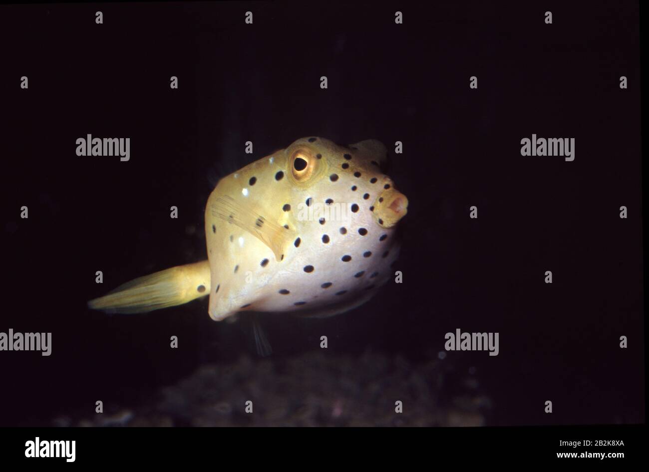 Juvenile Yellow boxfish, Ostracion cubicus Stock Photo - Alamy