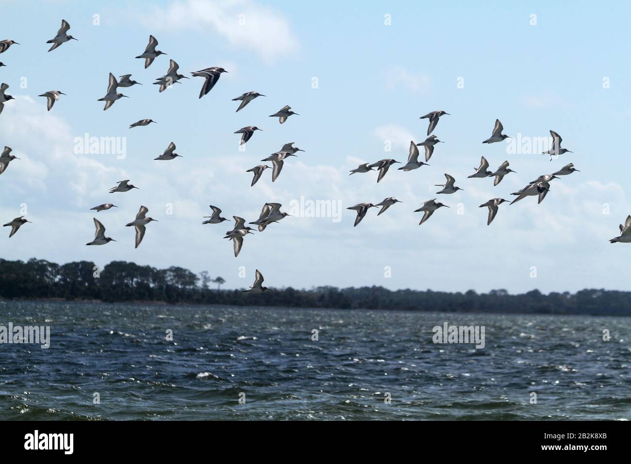 Group of Sanderlings flying in Western Florida, USA Stock Photo - Alamy