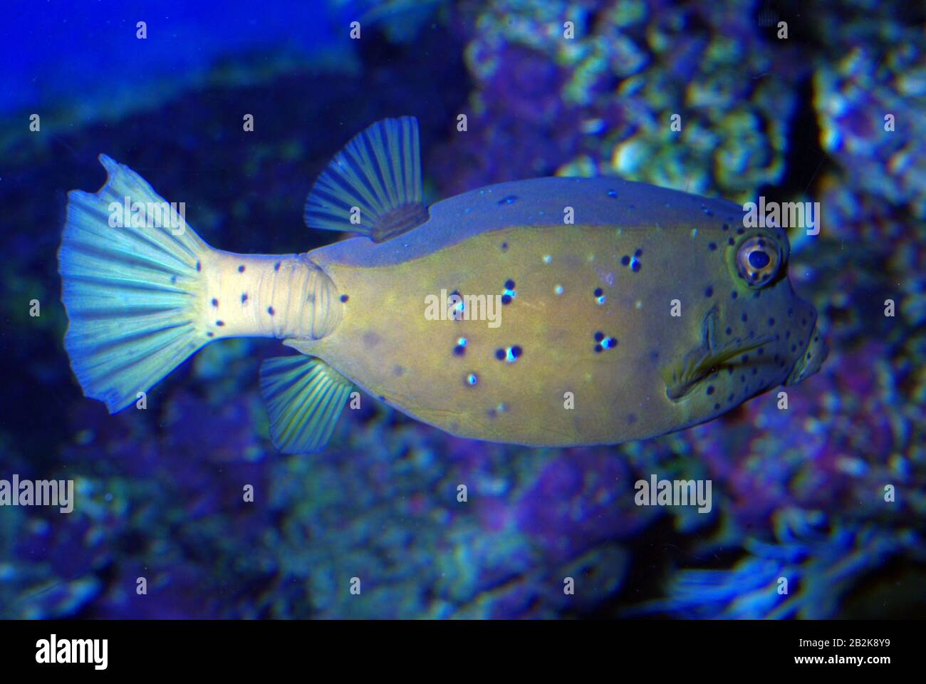 Bluetail trunkfish hi-res stock photography and images - Alamy