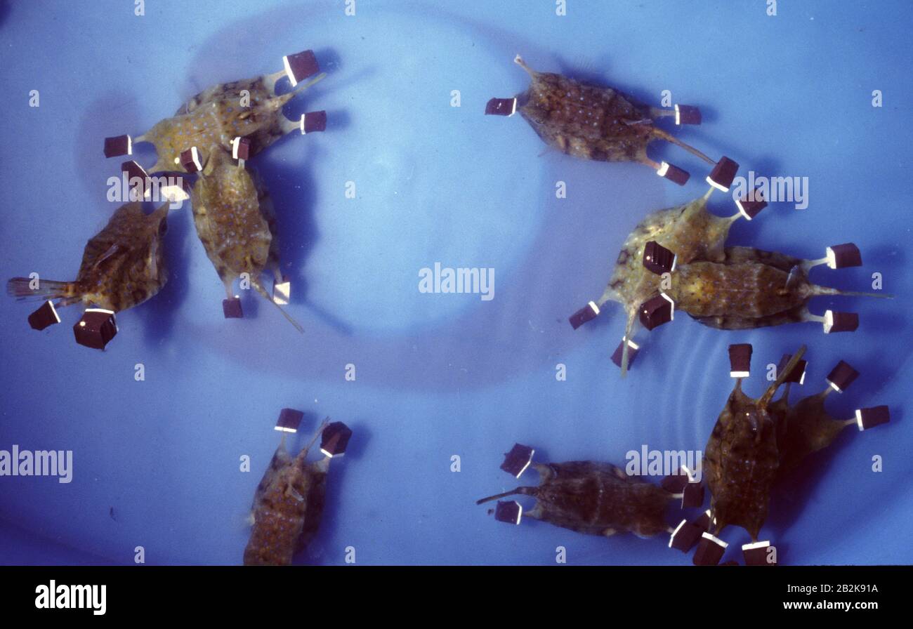 Longhorn cowfishes hi-res stock photography and images - Alamy