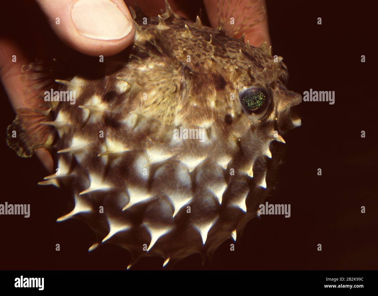 Common porcupinefish, Diodon hystrix Stock Photo - Alamy