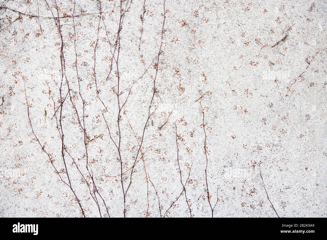 Vines growing on wall hi-res stock photography and images - Alamy