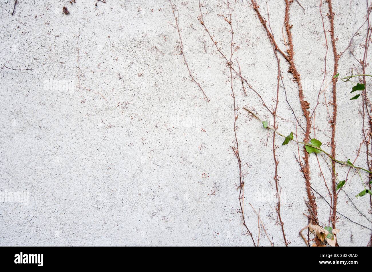 Vines Growing On Wall High Resolution Stock Photography and Images - Alamy