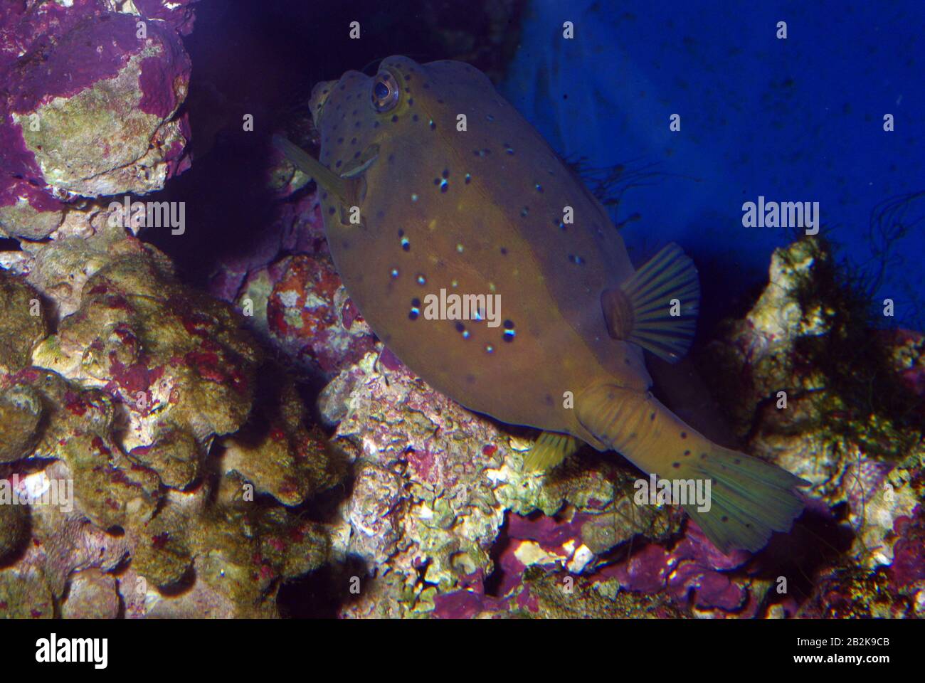 Bluetail trunkfish, Ostracion cyanurus Stock Photo - Alamy