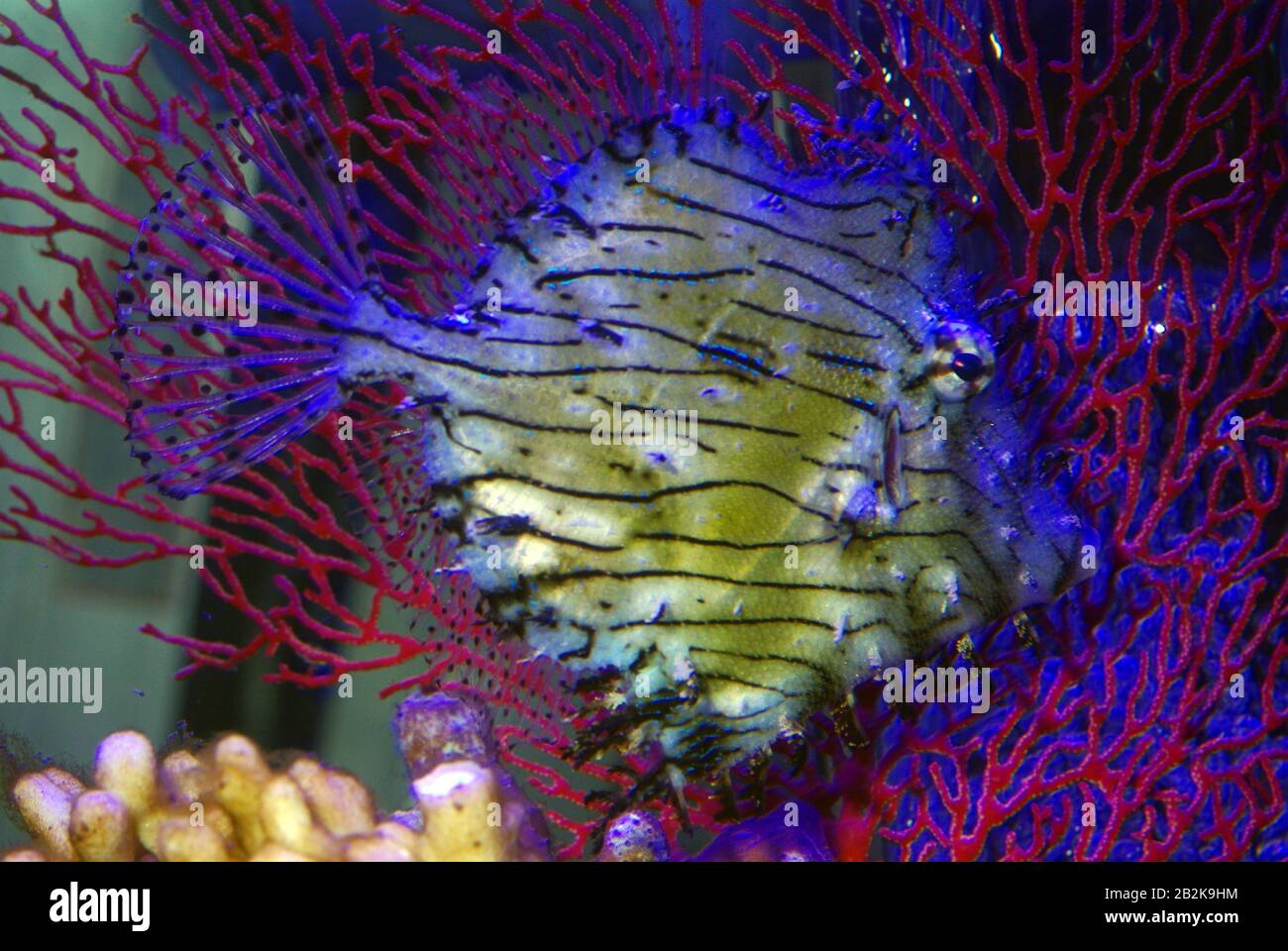 Leafy filefish, Chaetoderma penicilligera Stock Photo - Alamy
