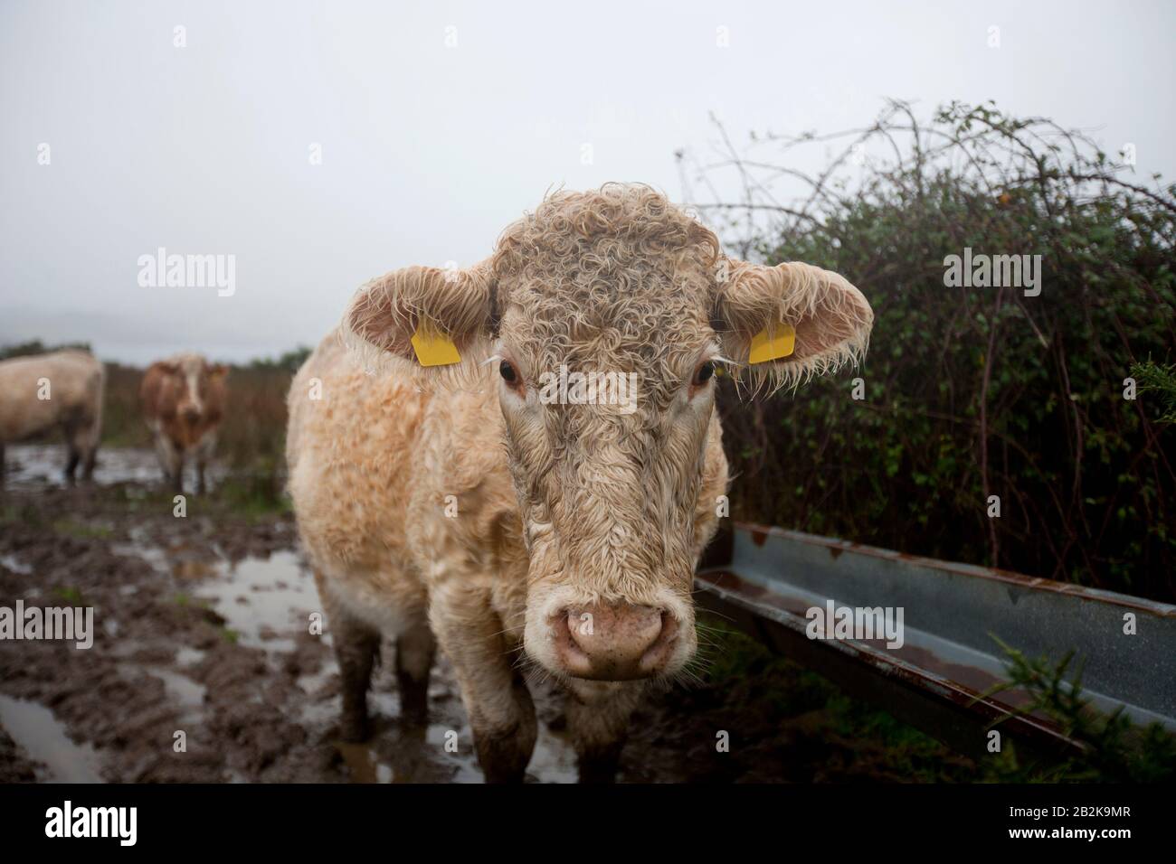 Cow in muddy field hi-res stock photography and images - Alamy