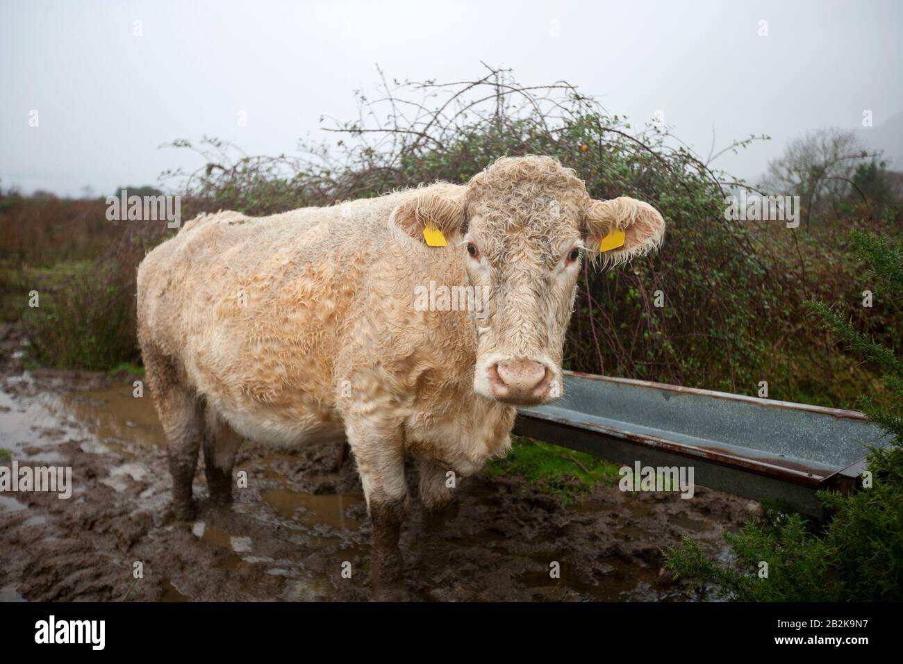 Cow in muddy field hi-res stock photography and images - Alamy