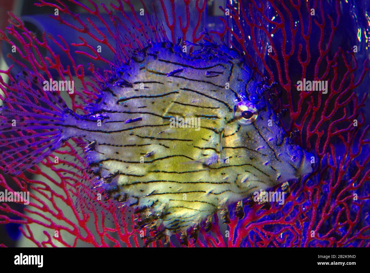 Penicilligera hi-res stock photography and images - Alamy