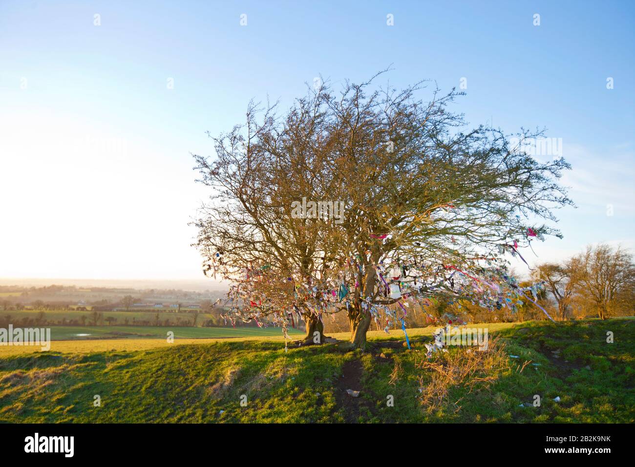 Fairy tree at Hill of Tara, Ireland Stock Photo - Alamy