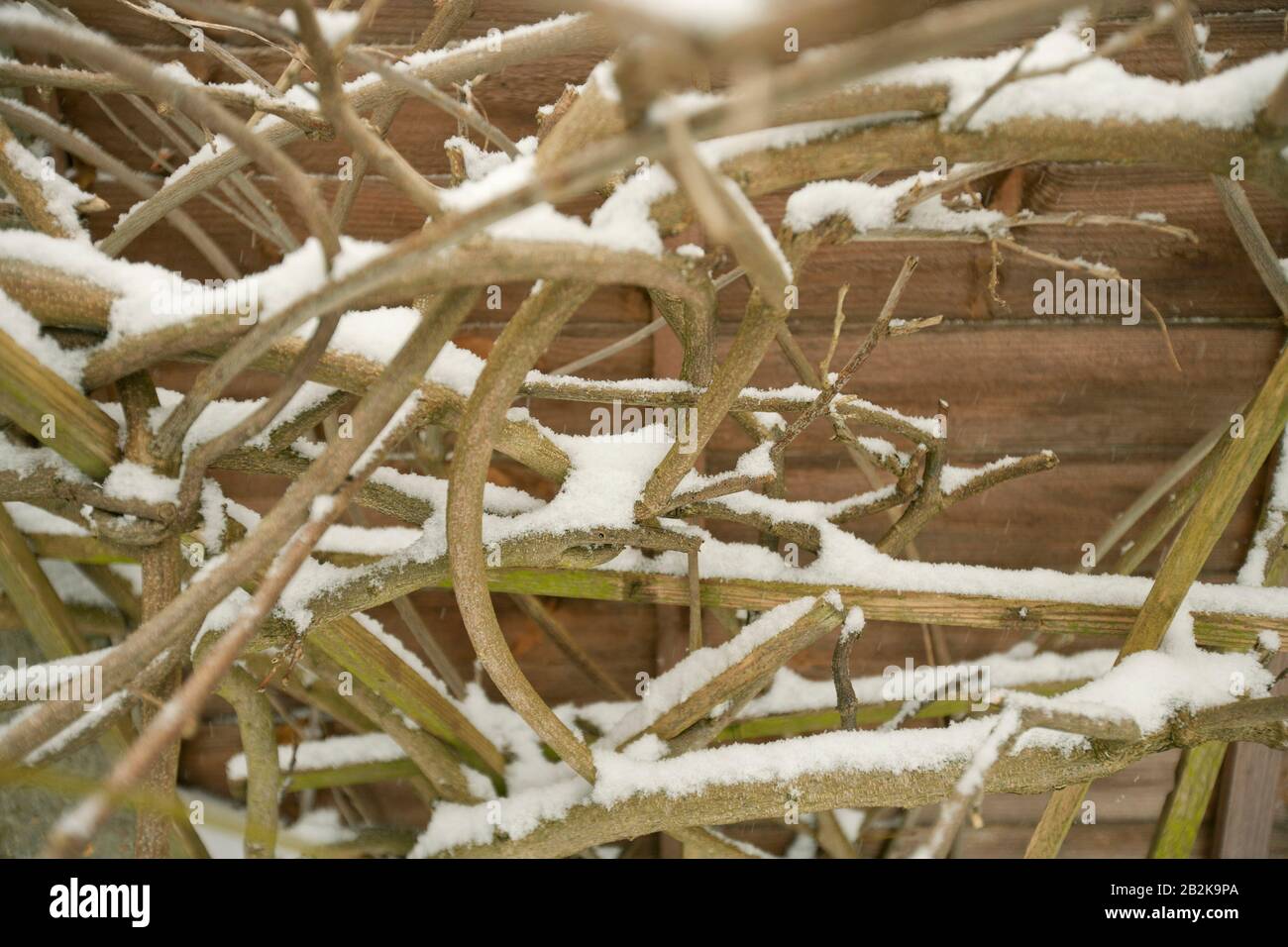 Close-up view of vines covered in snow Stock Photo - Alamy