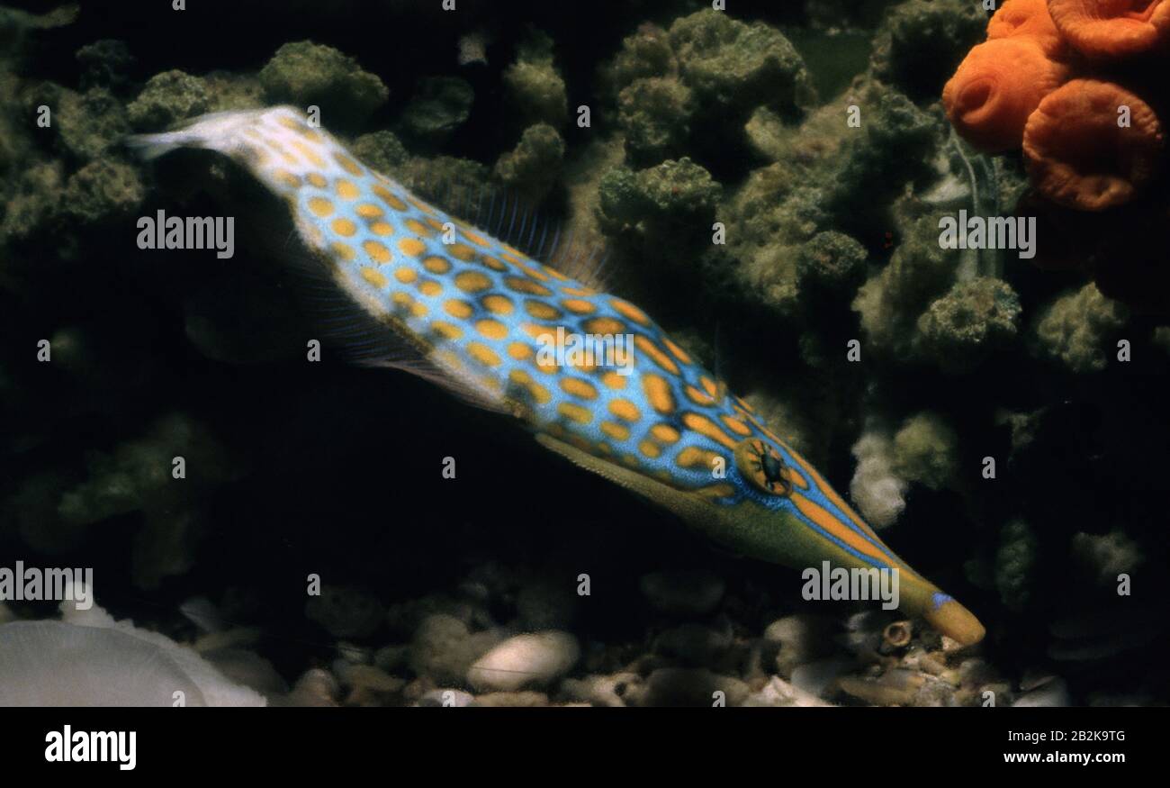 Oxymonacanthus longirostris hi-res stock photography and images - Alamy