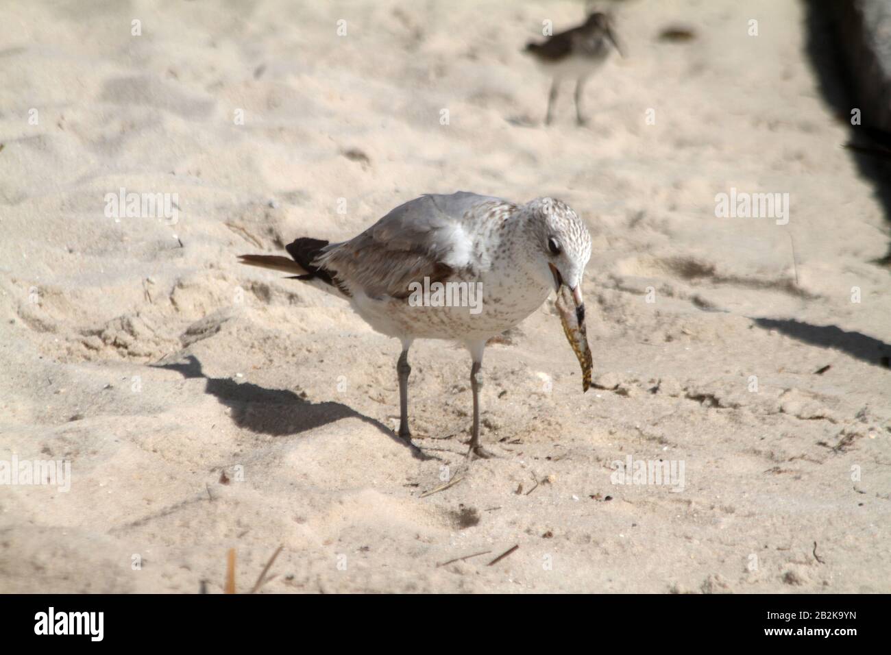 Seagull swallowing a small fish on the beach. Florida, USA Stock Photo ...
