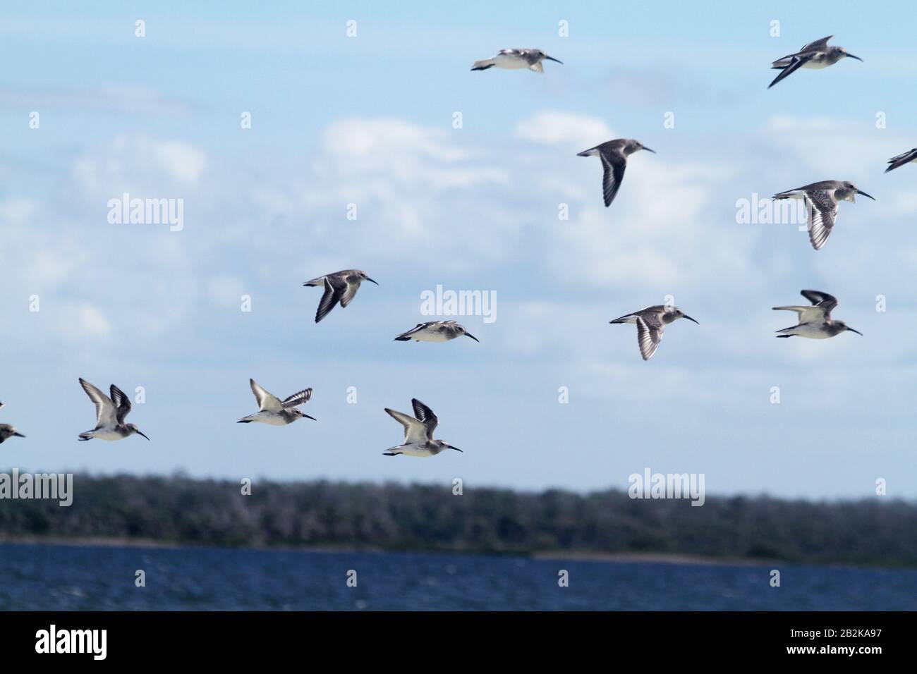 Sandpipers florida hi-res stock photography and images - Alamy