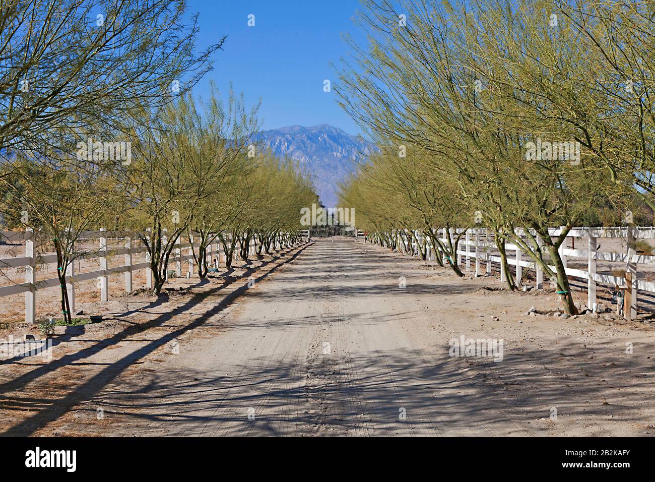 Tree lined private dirt road Stock Photo - Alamy