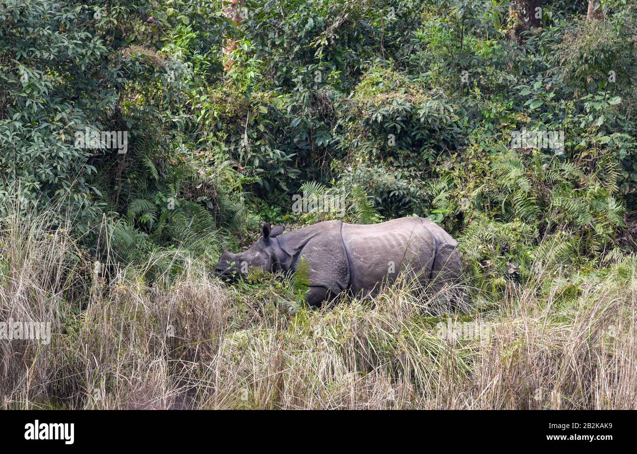 Rhino in the wild of Chitwan national park in Nepal Stock Photo - Alamy