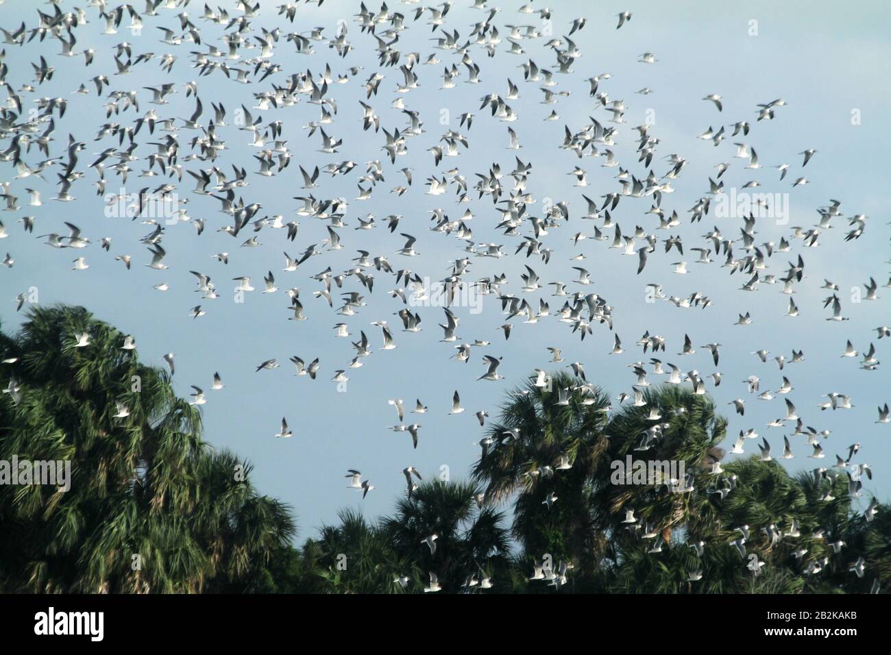 Group of seagulls flying over beach in Western Florida, USA Stock Photo ...