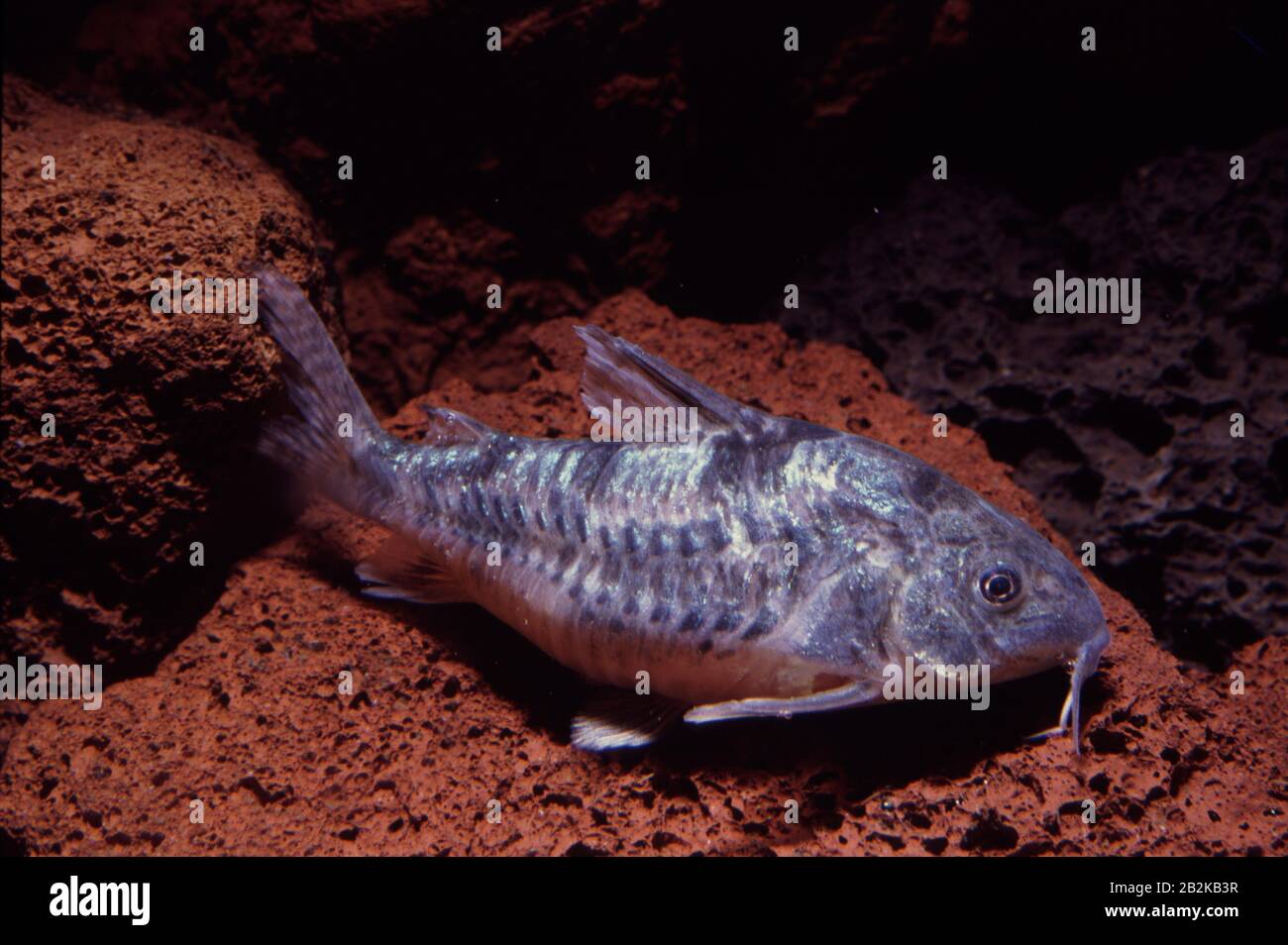 Peppered cory, Corydoras paleatus Stock Photo - Alamy