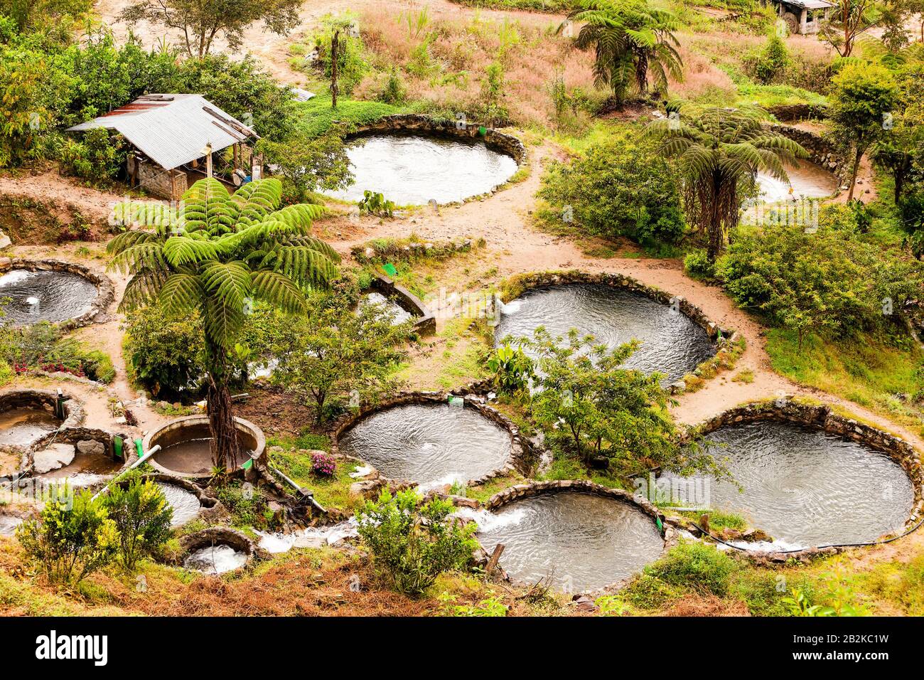 Fish Farm In Ecuadorian Rainforest Stock Photo - Alamy