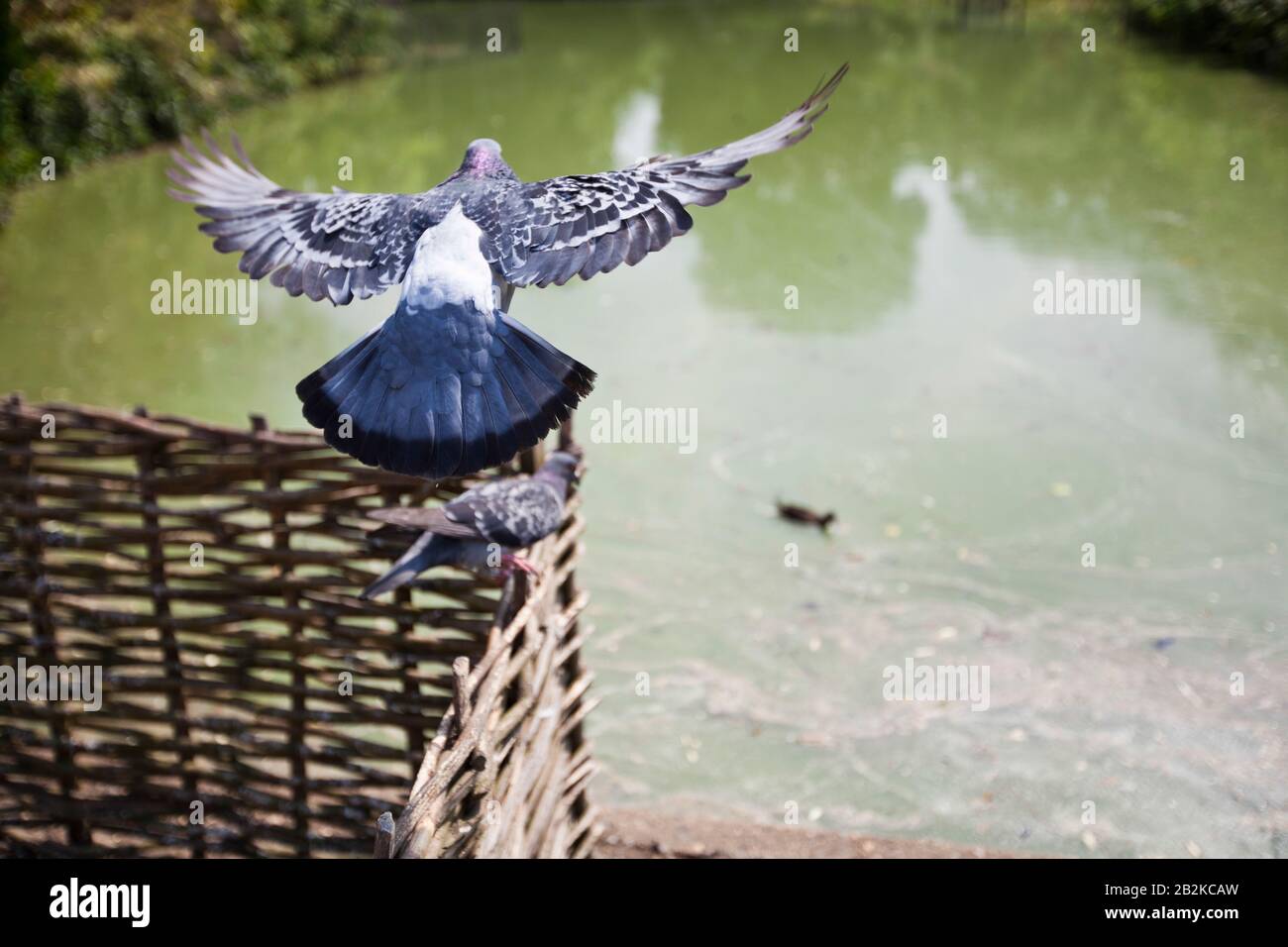 Wingspan pigeon hi-res stock photography and images - Alamy