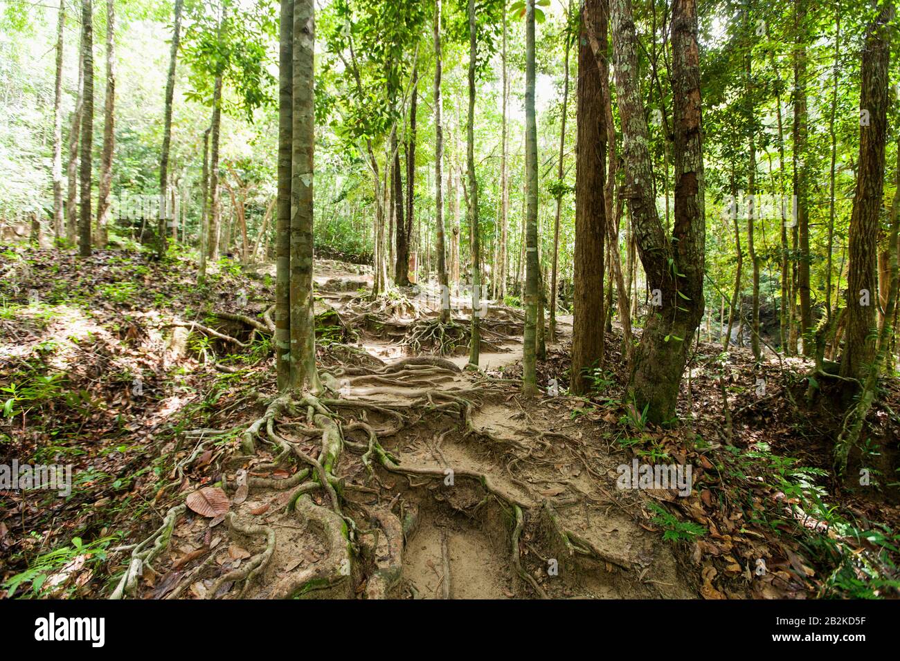 Trees with roots in forest; Koh Pha Ngan; Thailand Stock Photo - Alamy