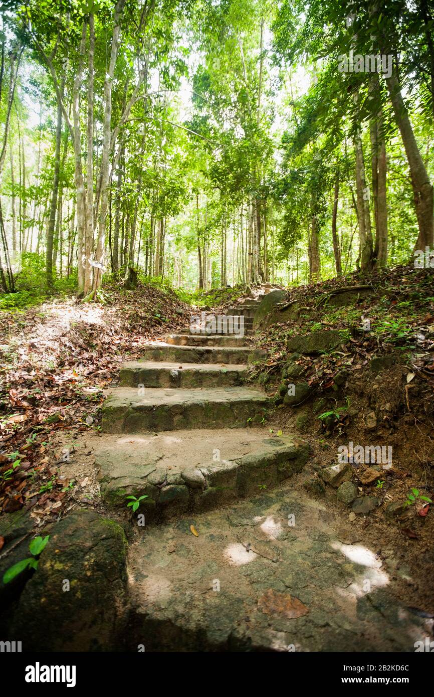 Stepped Path through forest in Asian jungle Stock Photo - Alamy