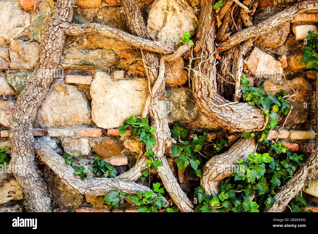 Large ivy hi-res stock photography and images - Alamy